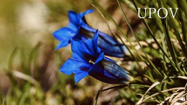 植物新品種保護国際同盟 動画 植物新品種保護国際同盟(UPOV) 商標_動画 (embedded/playlist) Vol.2 - 商標登録 ...