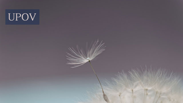 UPOV Video 植物新品種保護国際同盟(UPOV) Vol.12 商標_動画(embedded) - 商標登録出願の案内