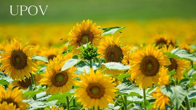 植物新品種保護国際同盟 動画 植物新品種保護国際同盟(UPOV) Vol.20 商標_動画(embedded) PRISMA - 商標登録出願の案内